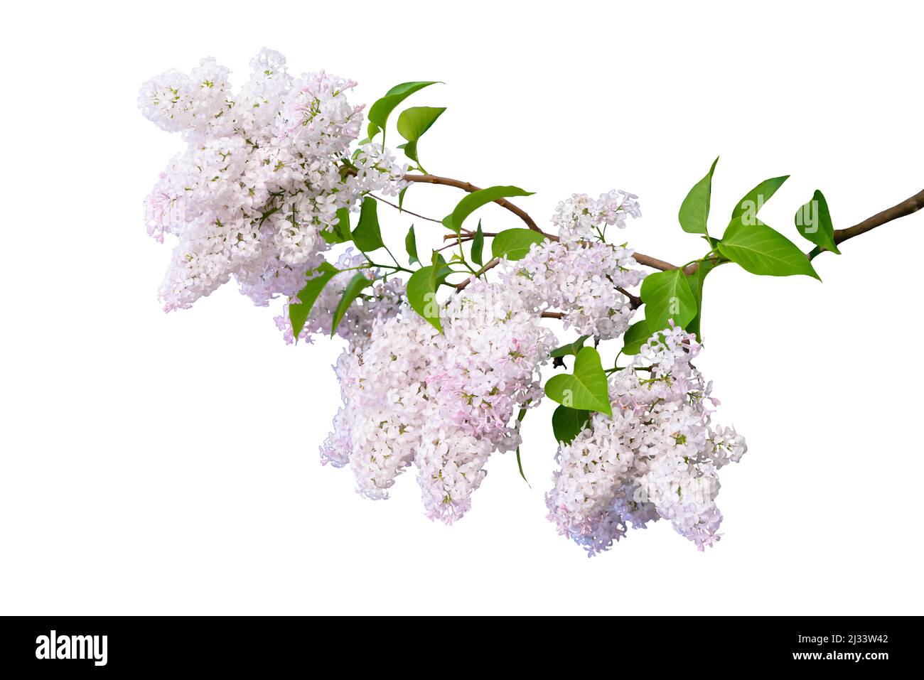 Purple lilac branch isolated on white background Stock Photo - Alamy