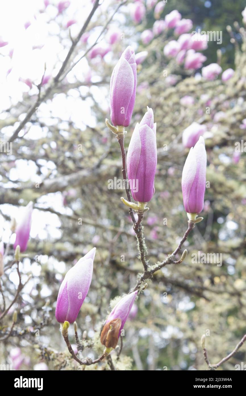Magnolia × soulangeana 'Alexandrina' tree Stock Photo - Alamy