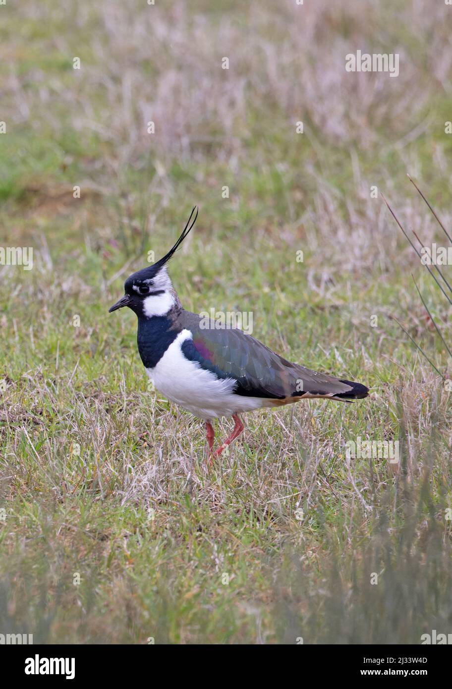Lapwings england hi-res stock photography and images - Alamy
