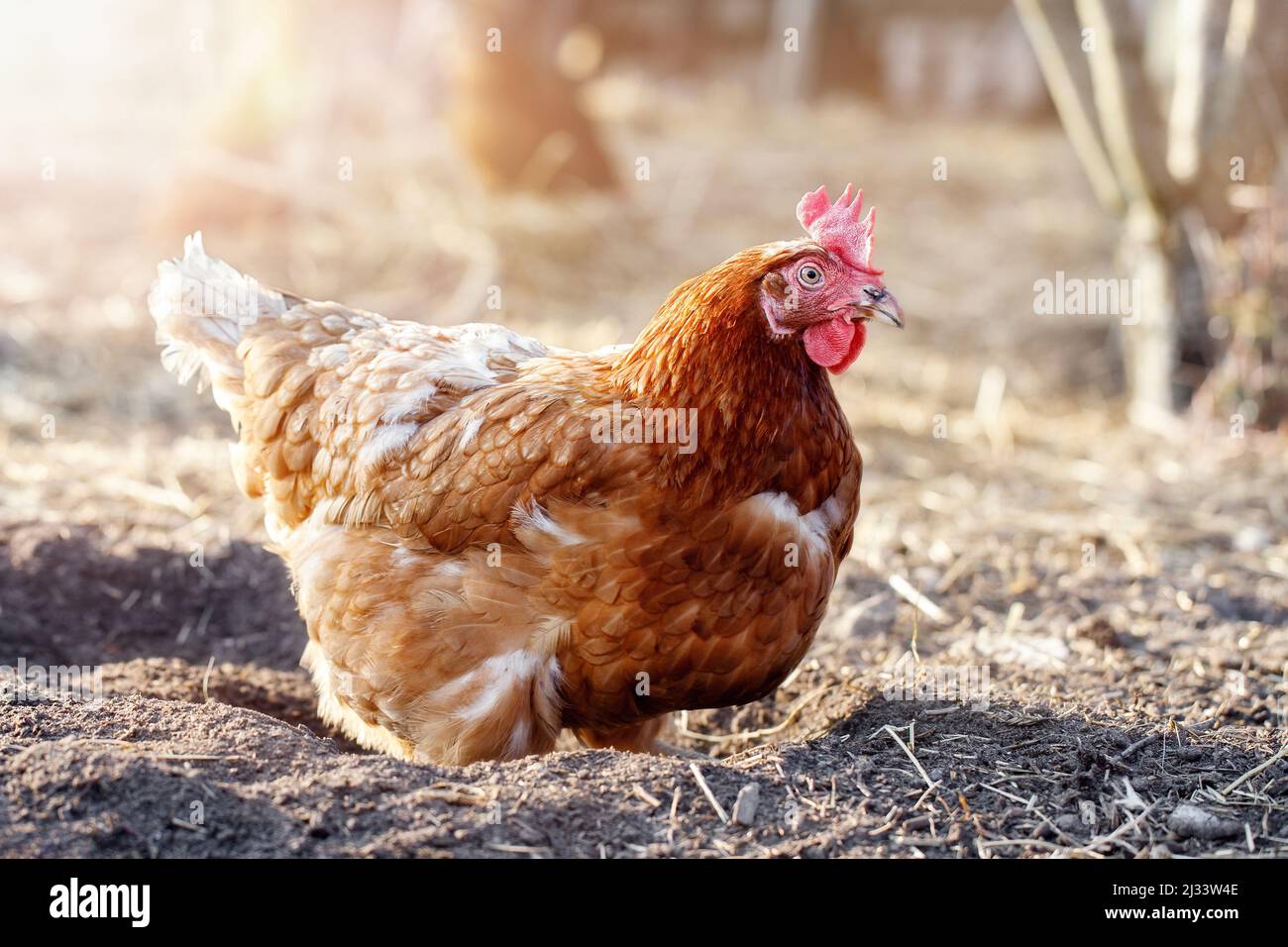 Chicken Day