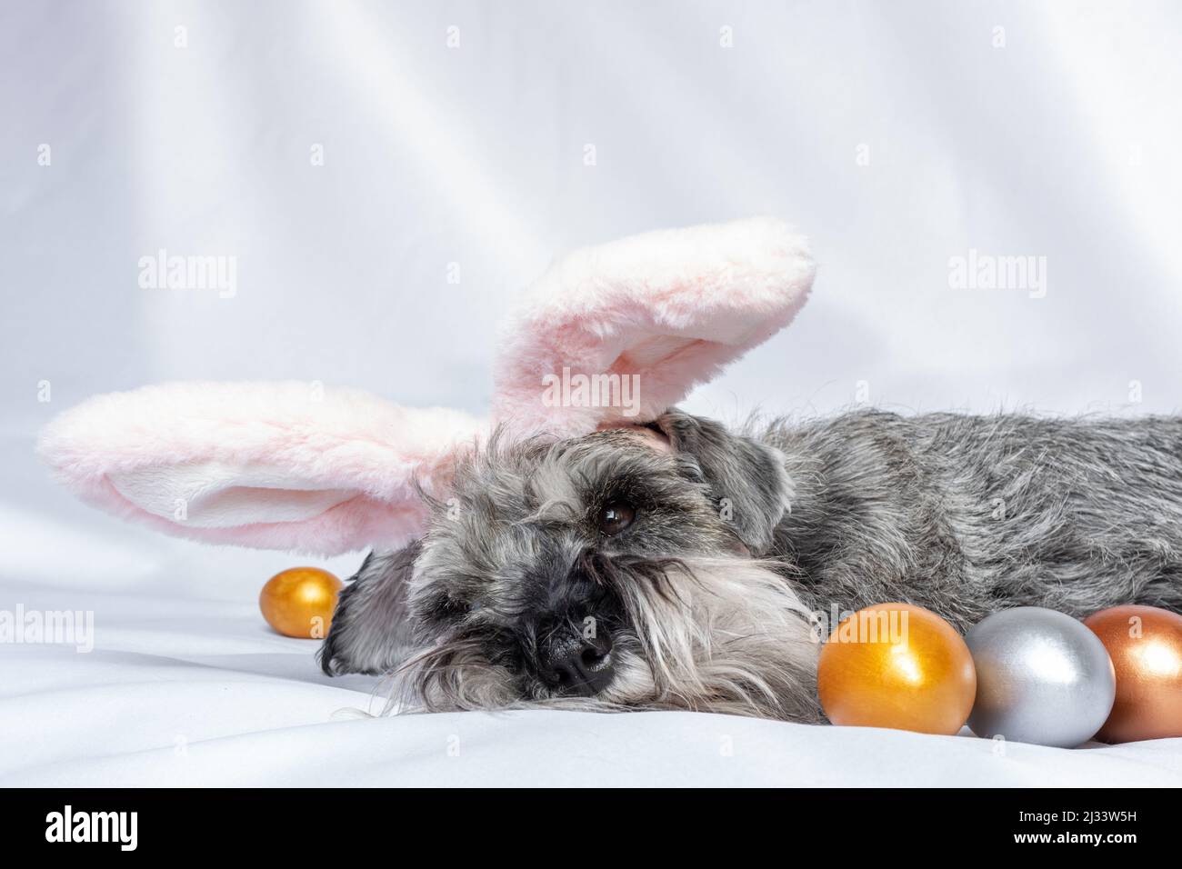 Miniature Schnauzer puppy in pink rabbit ears lying on a white blanket ...