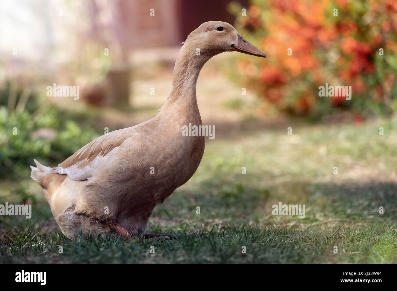 A beautiful and elegant beige duck walks quietly in the rural courtyard ...