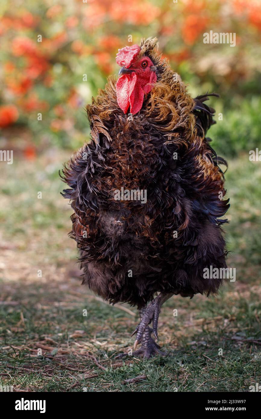 A brown-red wavy feather rooster walks towards us, a blurred variegated ...