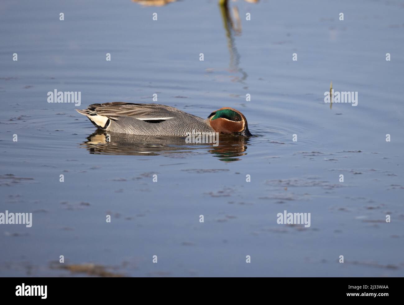 Eurasian Teal (Anas crecca) Cley Marsh GB UK March 2022 Stock Photo - Alamy