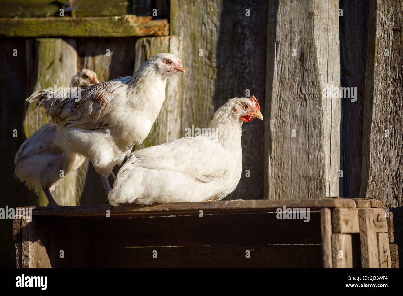 Wooden hen house farm hi-res stock photography and images - Alamy
