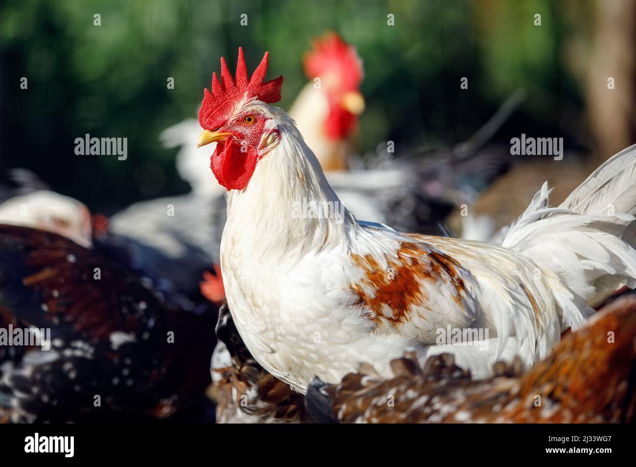 Portrait in profile of a white rooster with brown-orange spots on the ...