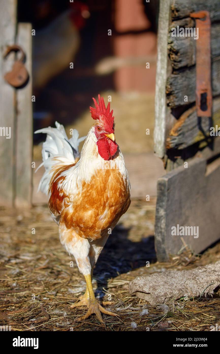 Yellow leghorn breed rooster coming out of the hen house. In the ...