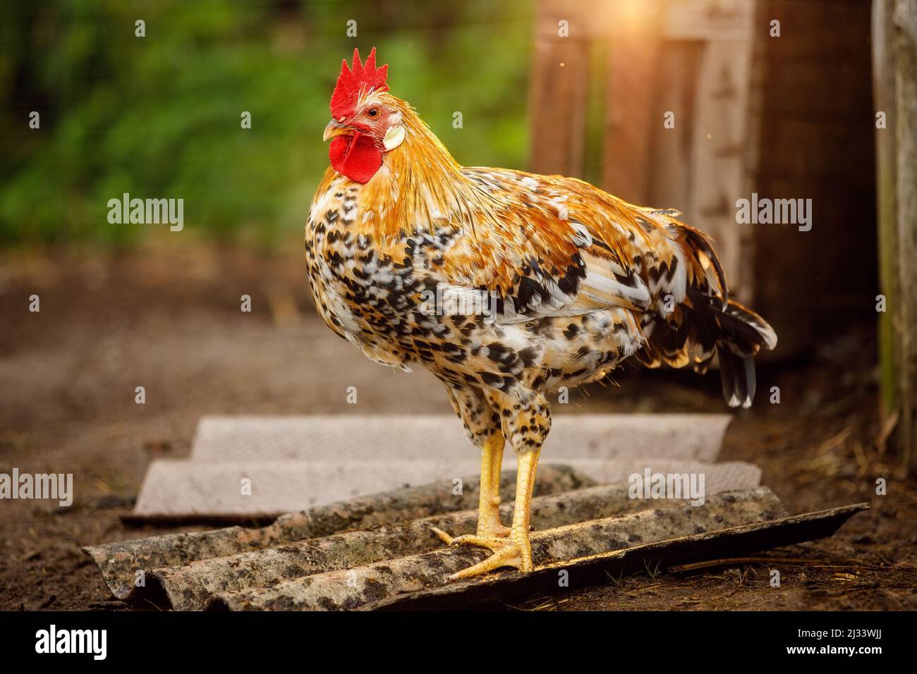 Rooster on traditional rural free range poultry farm Stock Photo - Alamy