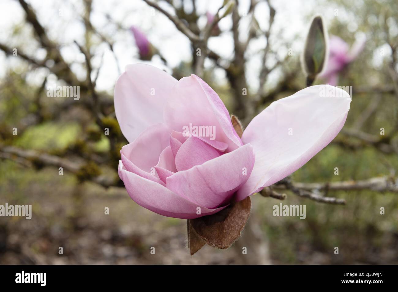 Magnolia atlas hi-res stock photography and images - Alamy