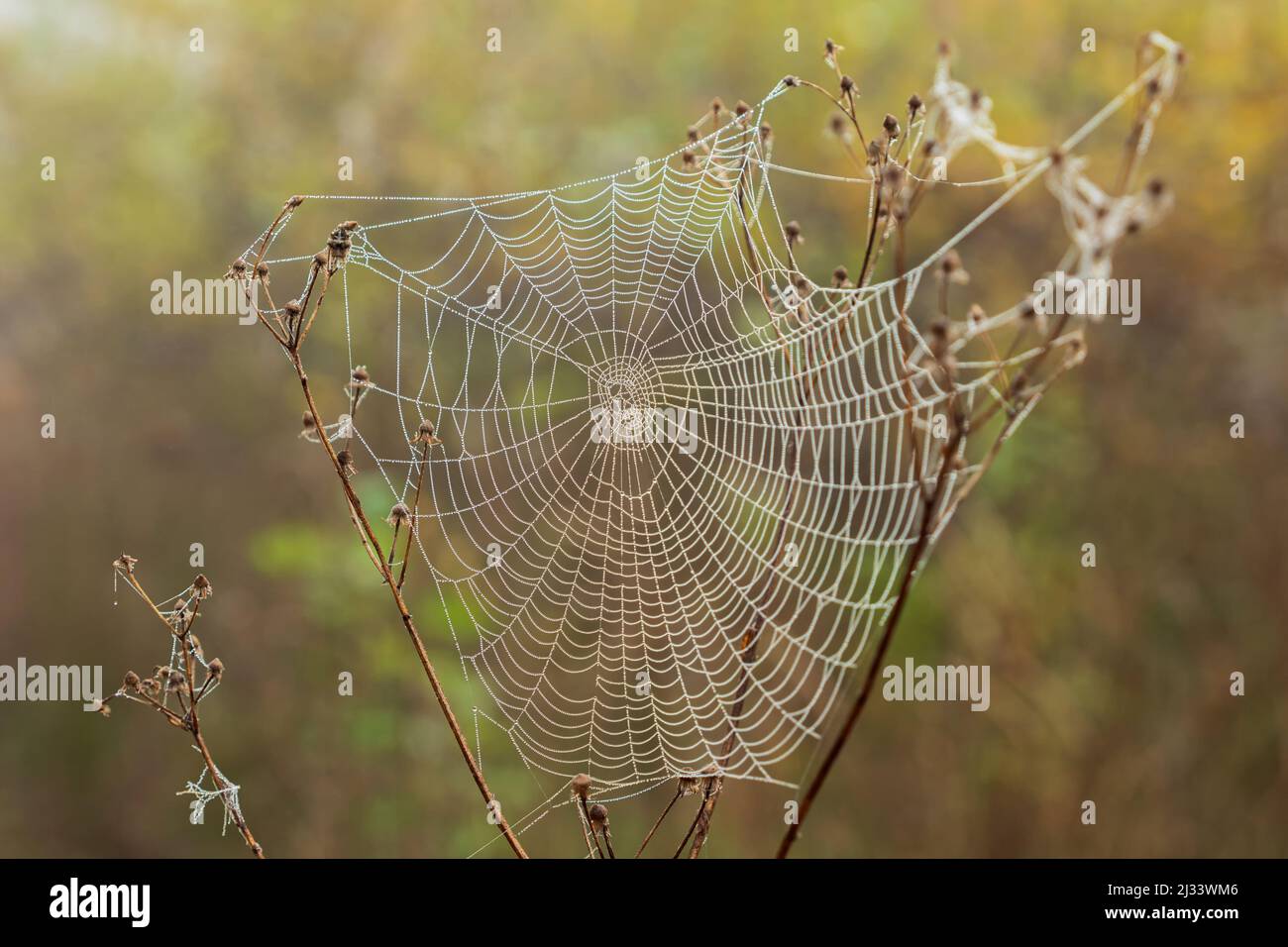 A grid of spider webs with raindrops on the branches of a bush. Yellow ...