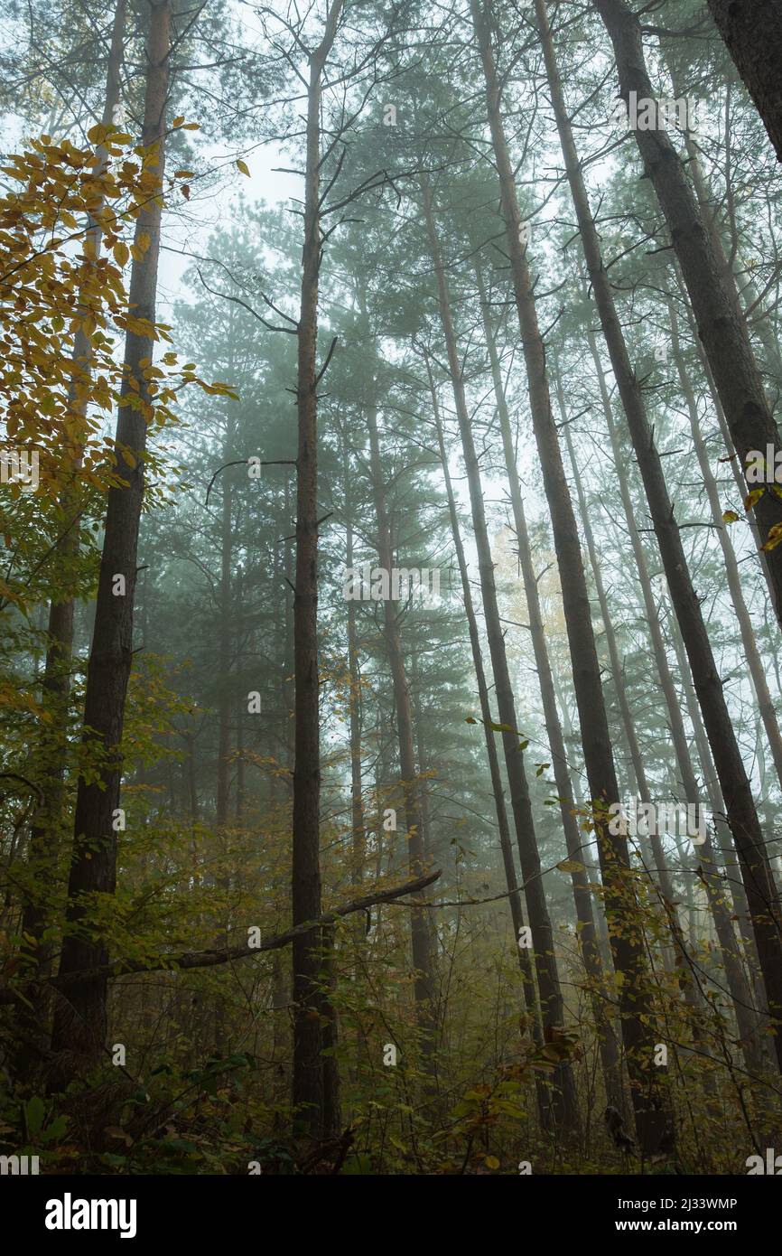 Dramatic foreshortening hi-res stock photography and images - Alamy