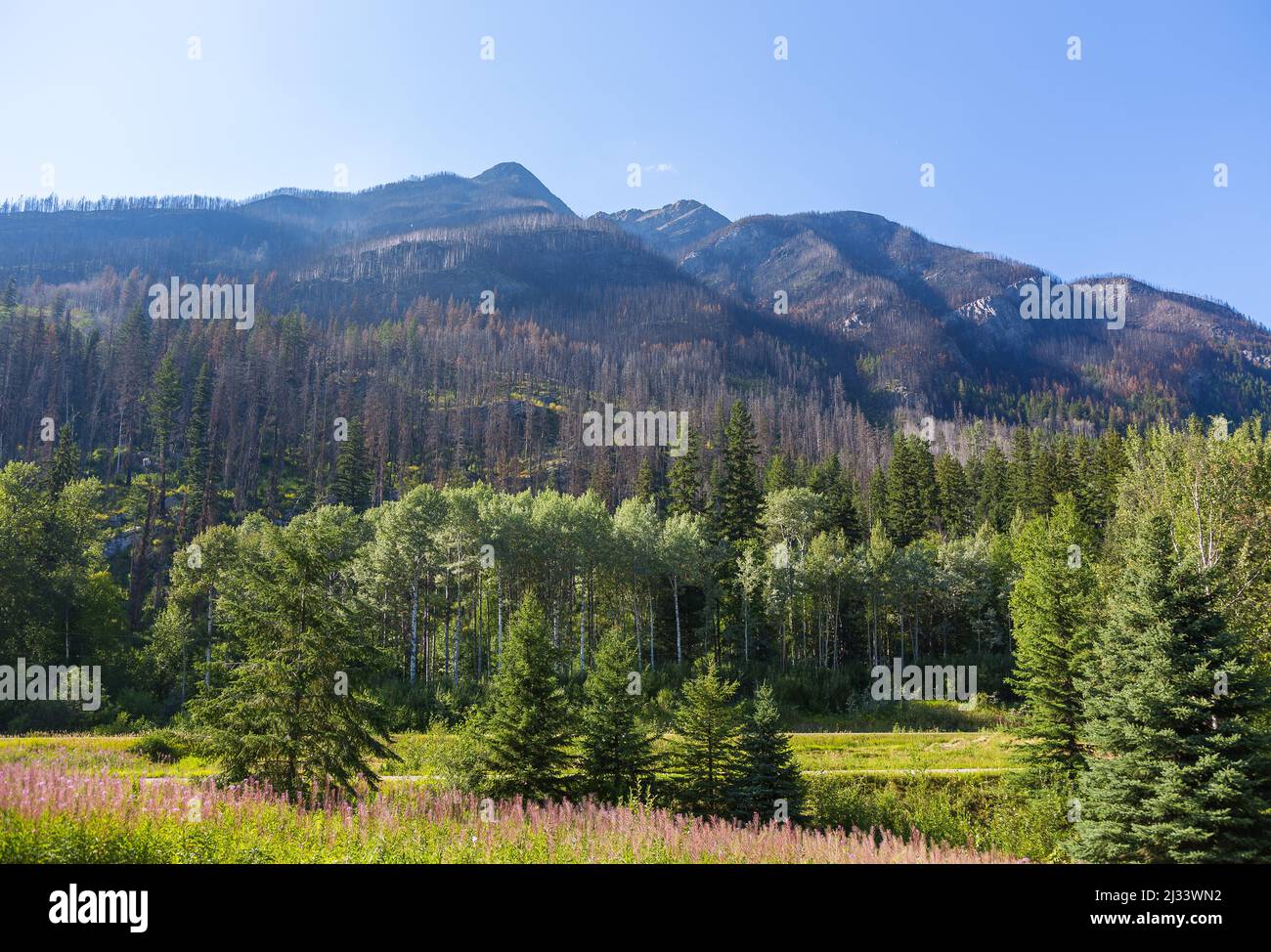 Mount Robson Provincial Park, burnt trees, forest landscape after ...