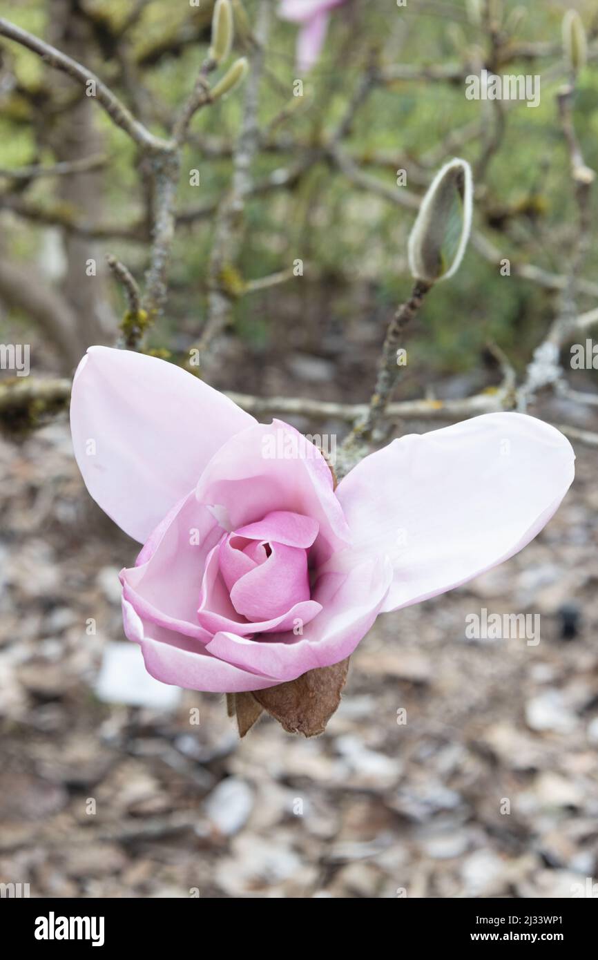 Magnolia atlas hi-res stock photography and images - Alamy