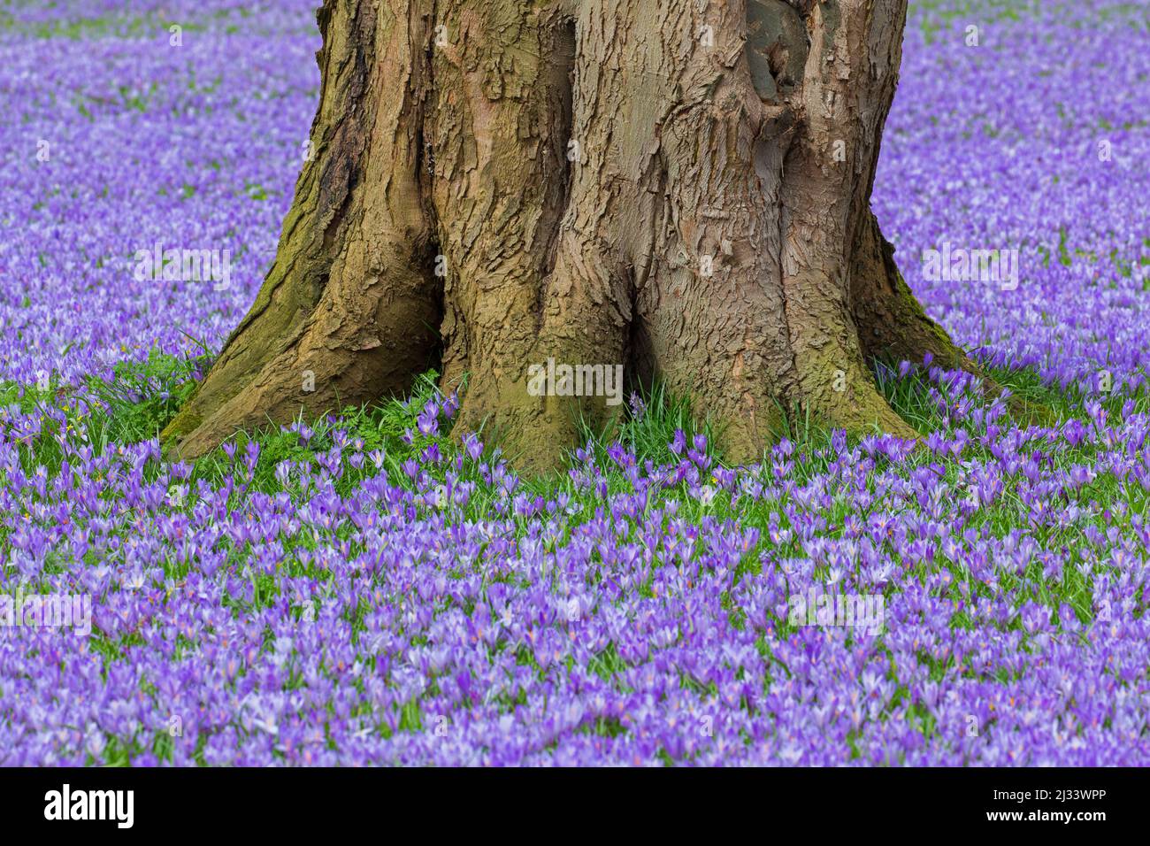 Husum crocus hi-res stock photography and images - Alamy
