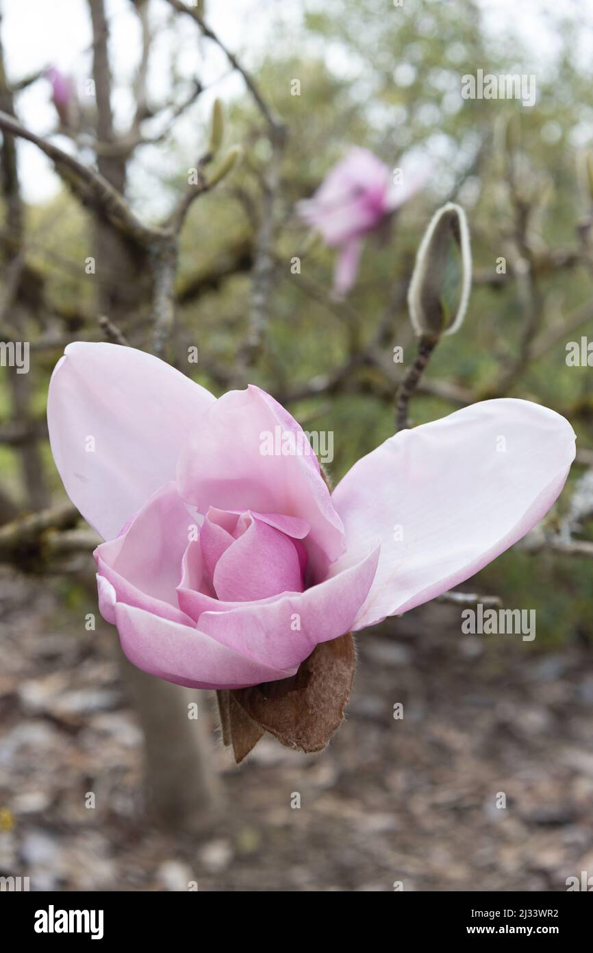 Magnolia atlas hi-res stock photography and images - Alamy