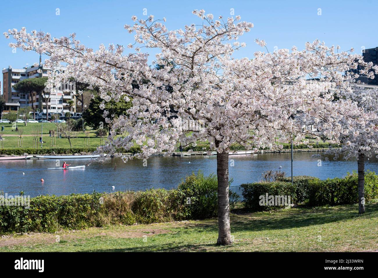 The blooming Japanese cherry trees (Sakura) in the Japanese Garden of ...