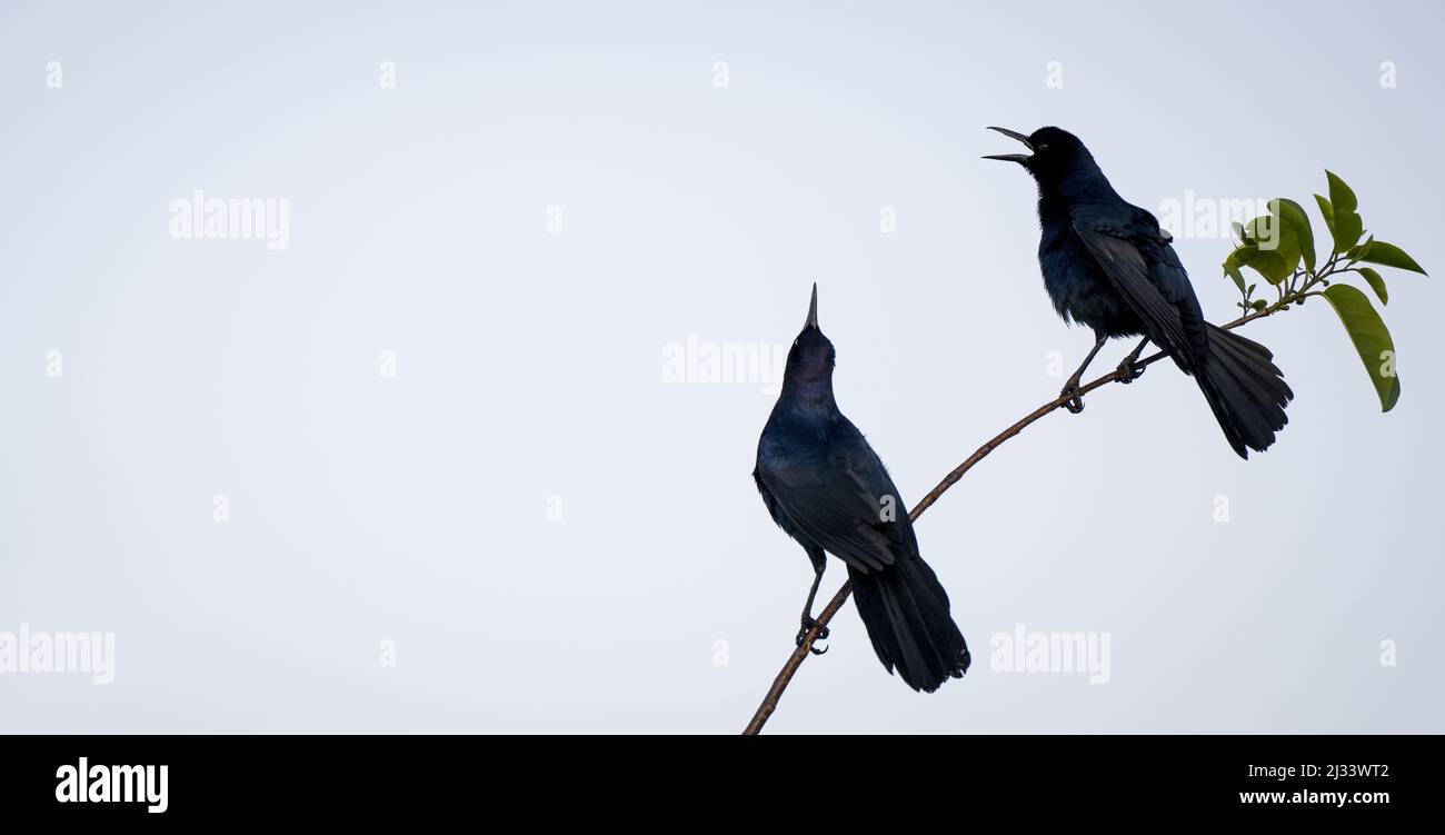 A beautiful shot of two Great-tailed grackles sitting on branch Stock ...