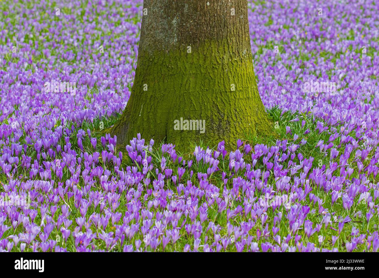 Purple carpet hi-res stock photography and images - Alamy