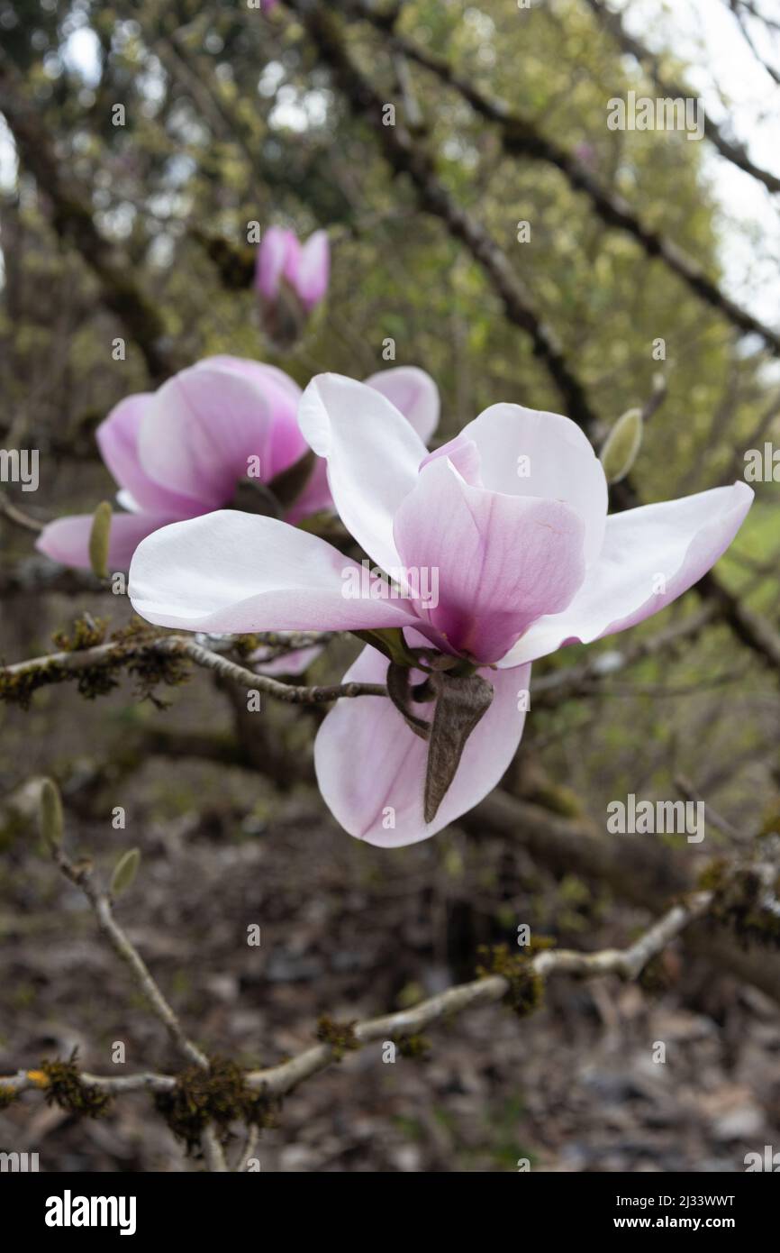Magnolia atlas hi-res stock photography and images - Alamy