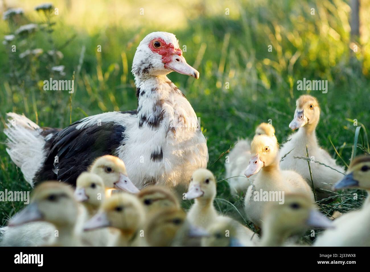 Dotted musk duck up close with its cubs, in a green blurred background ...