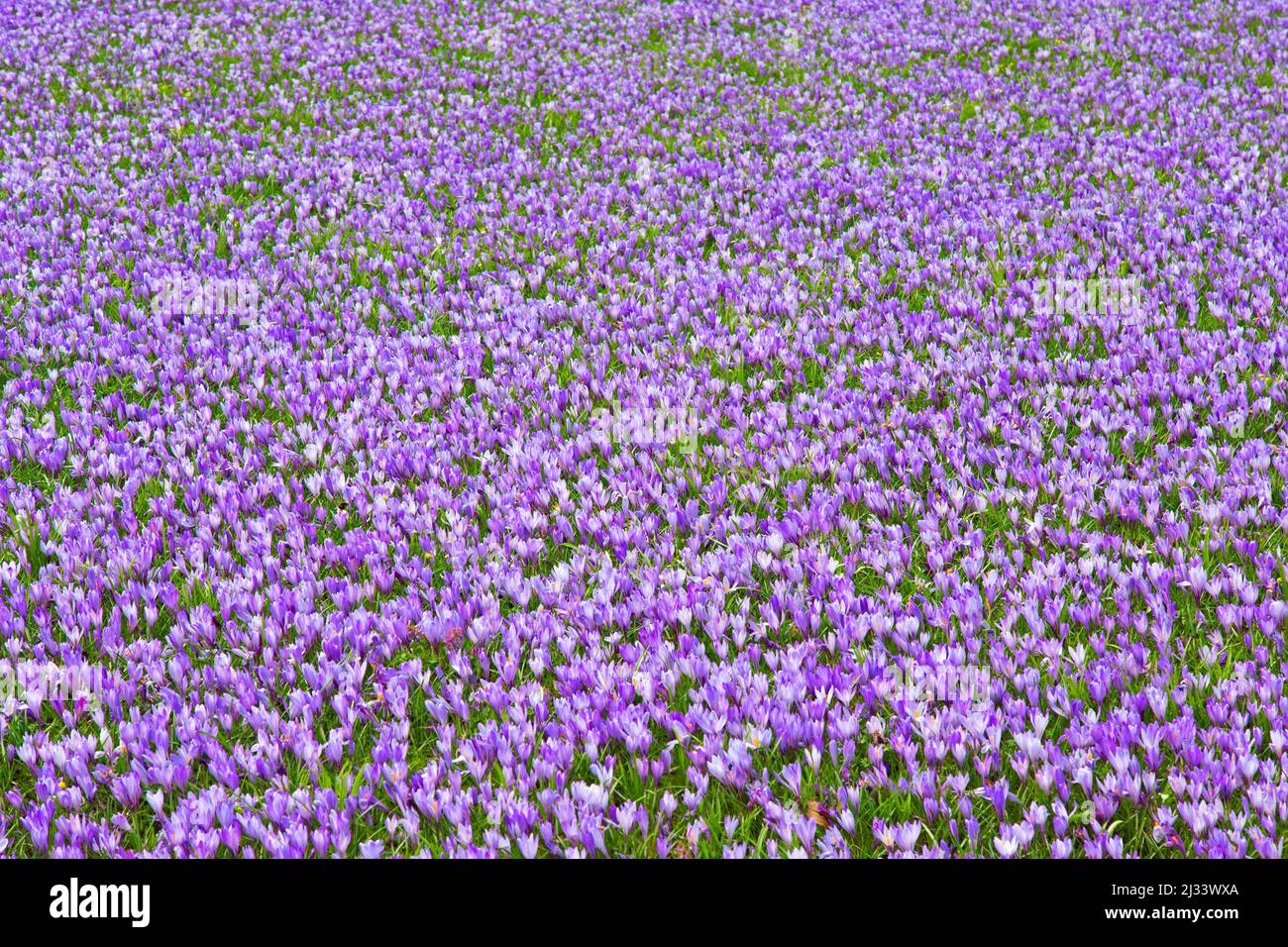 Husum crocus hi-res stock photography and images - Alamy
