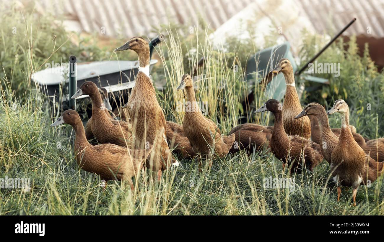Indian runner ducks flock in front of farmhouse, two carts park in tall ...