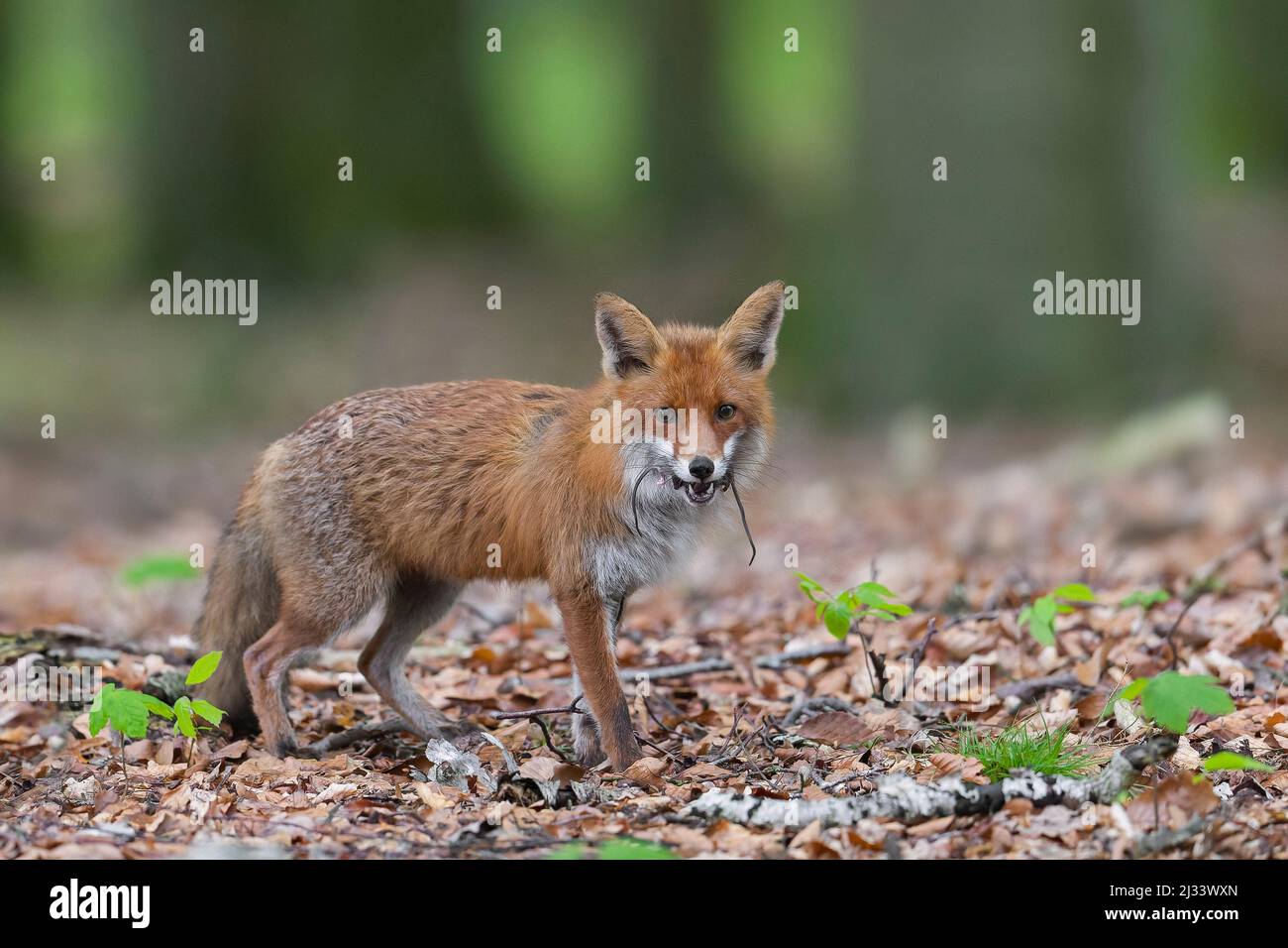 Hunting red fox (Vulpes vulpes) returning to cubs in den with two ...