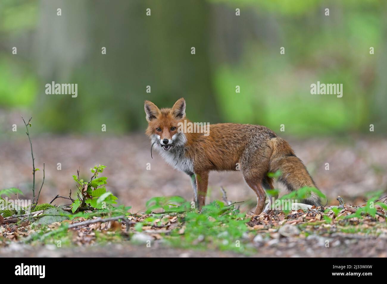 Red fox hunting mice hi-res stock photography and images - Alamy