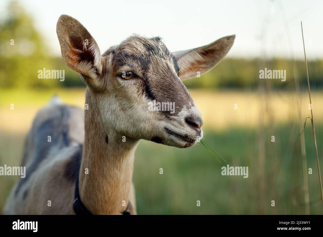 Goat hair texture hi-res stock photography and images - Alamy
