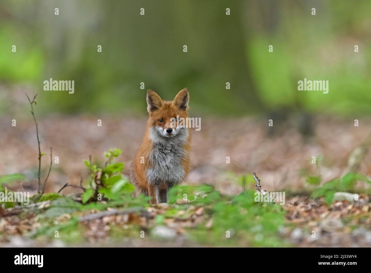 Curious red fox (Vulpes vulpes) in forest looking straight into the ...