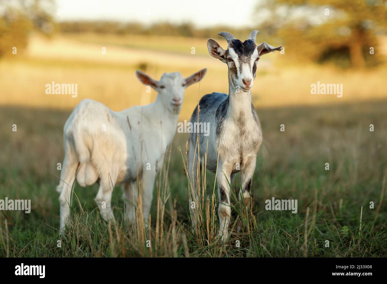 Horny she-goat and a white buck, stands on a meadow, golden sunset ...