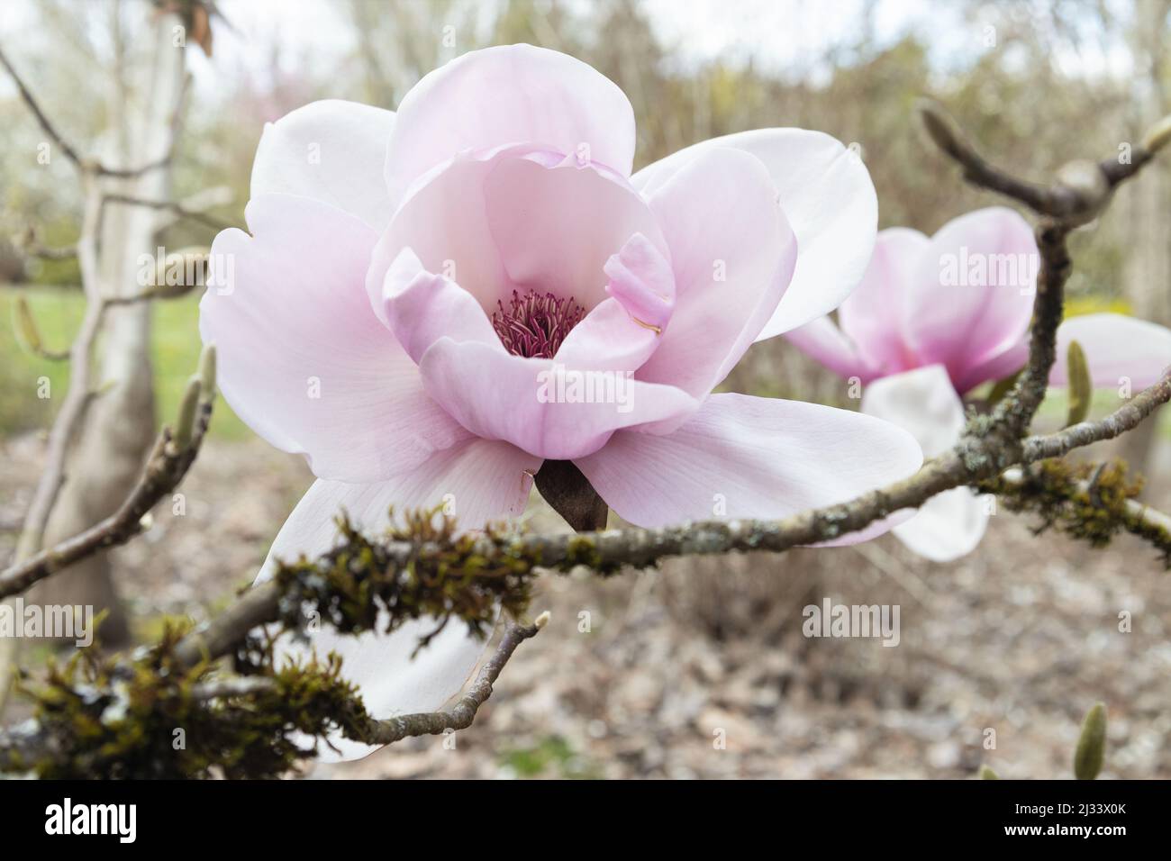Magnolia atlas hi-res stock photography and images - Alamy
