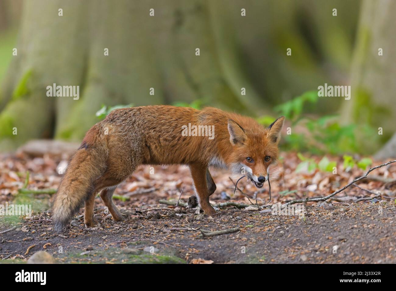Hunting red fox (Vulpes vulpes) returning to cubs in den with two ...