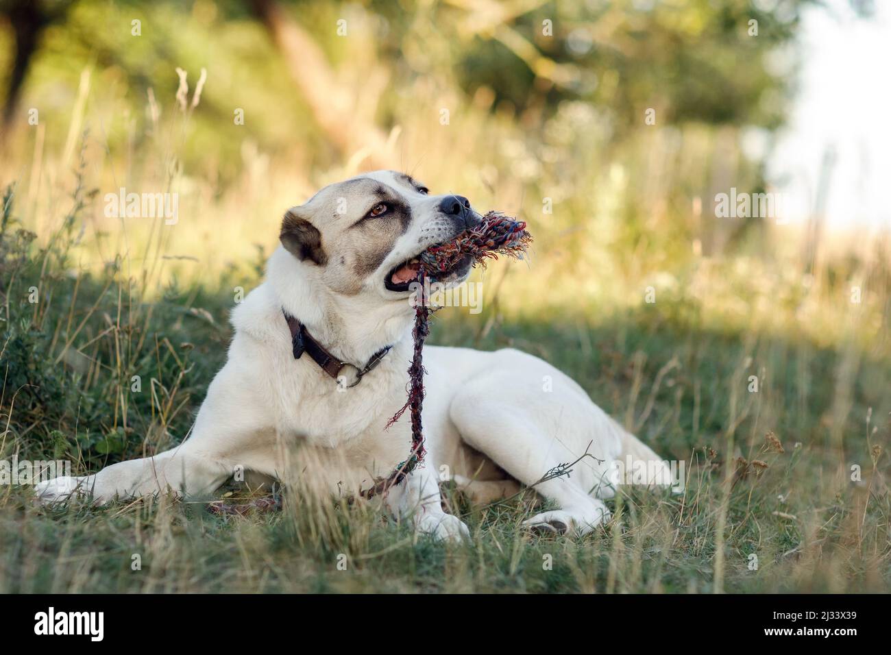 Asian shepherd dog lies on the grass and is angry trying to cope with ...
