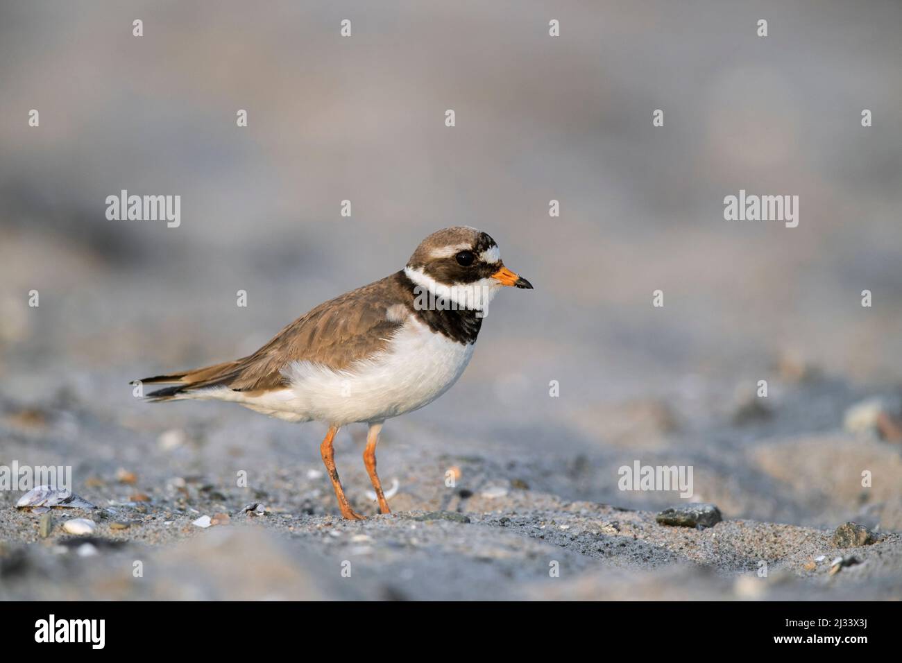Common ringed plover (Charadrius hiaticula) in breeding plumage ...