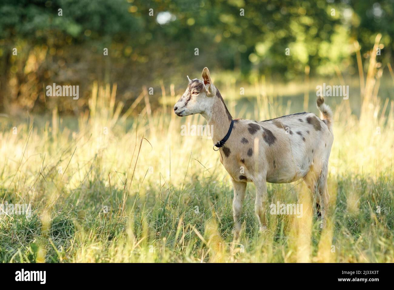 A young brown goat with dark spots stands in a golden meadow of evening ...
