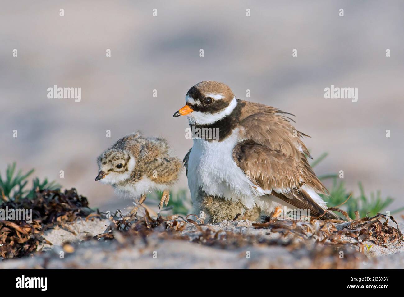 Common ringed plover (Charadrius hiaticula) in breeding plumage on nest ...