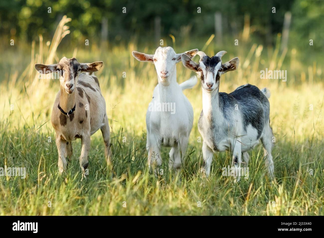 Three friendly goats of different colors pose in a beautiful summer ...