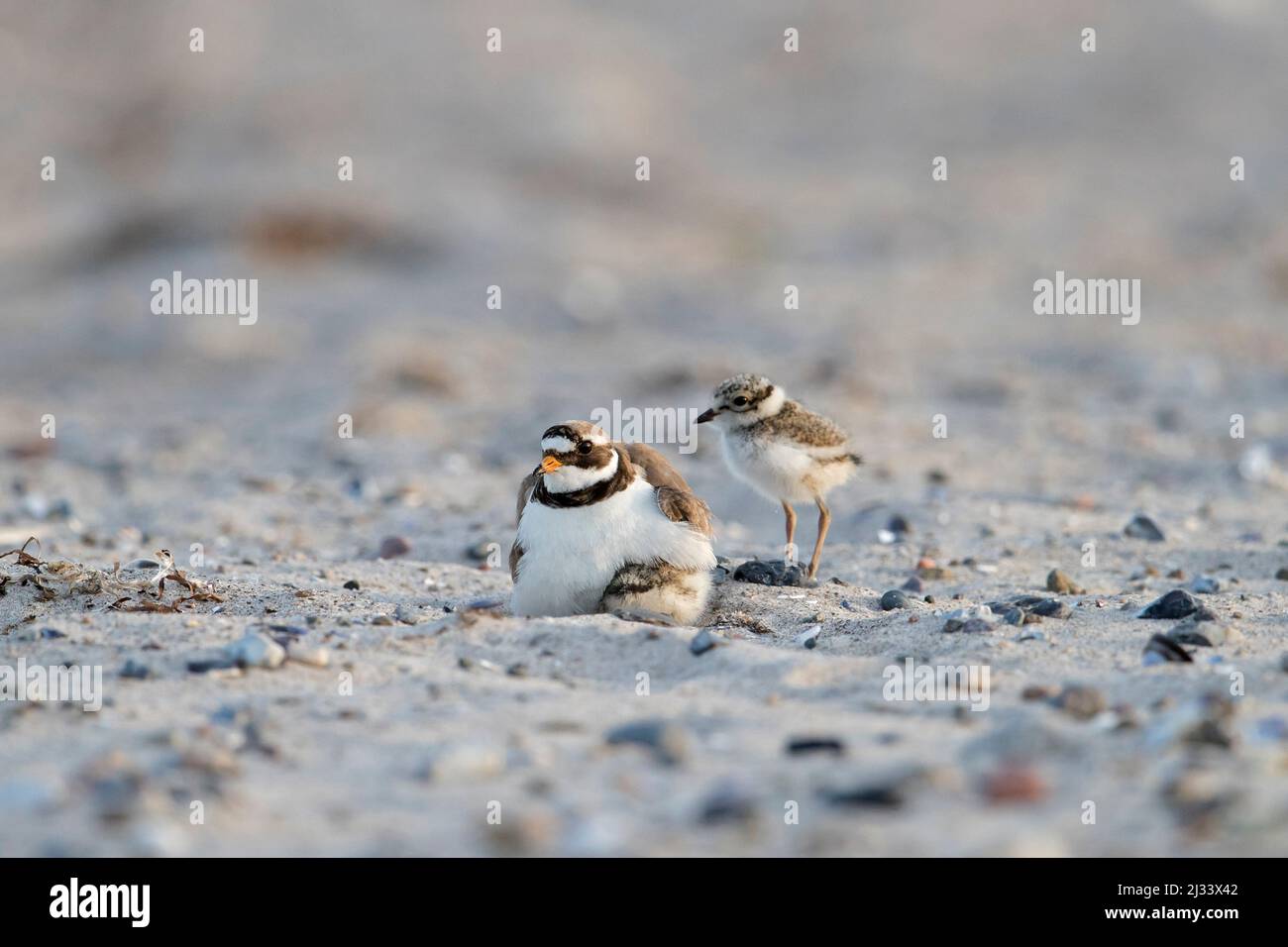 Common ringed plover (Charadrius hiaticula) in breeding plumage on nest ...