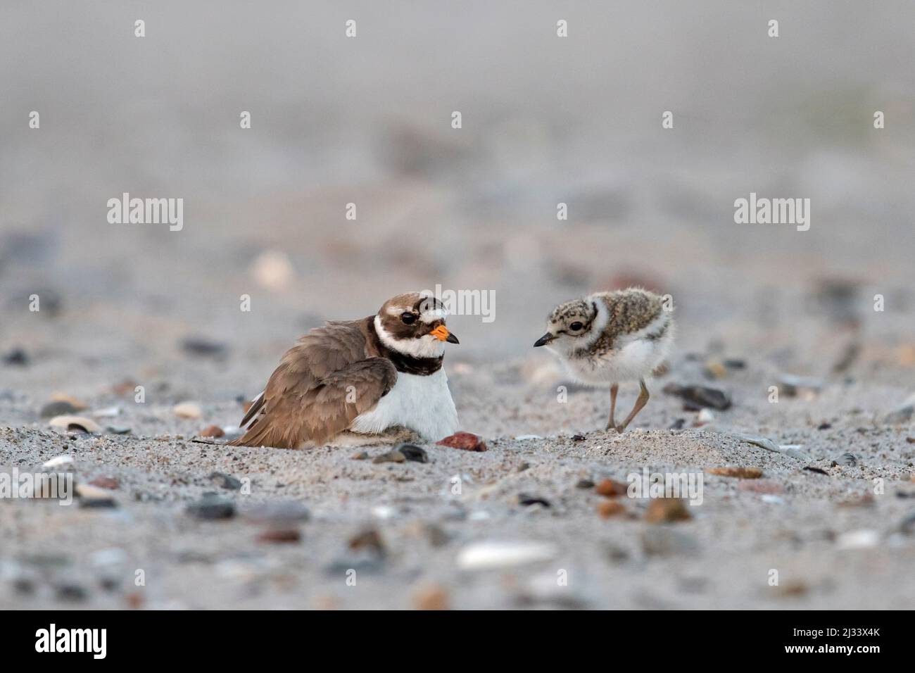 Common ringed plover (Charadrius hiaticula) in breeding plumage on nest ...