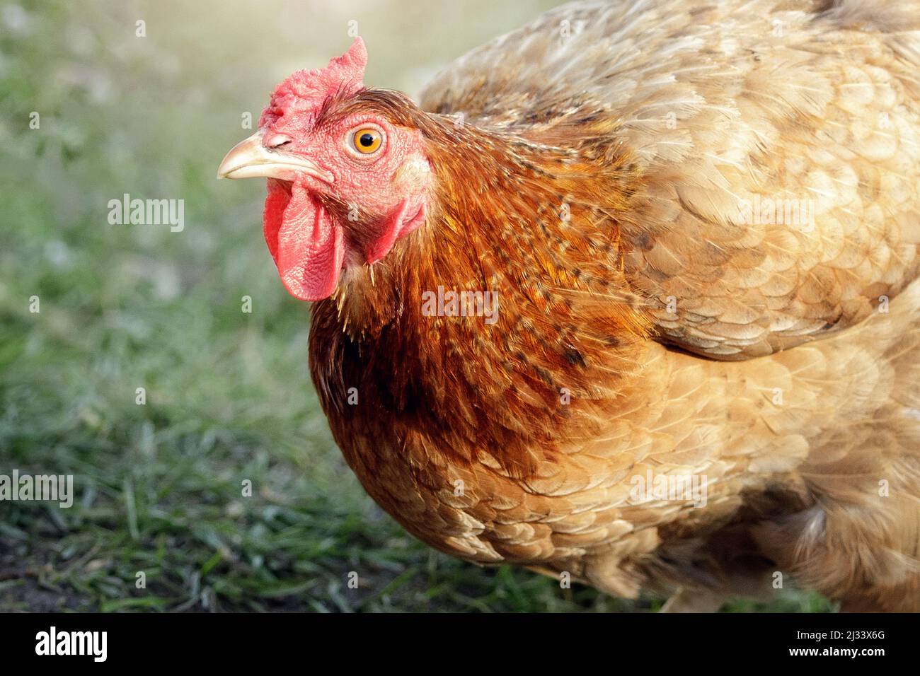 Brown hen grass hi-res stock photography and images - Alamy