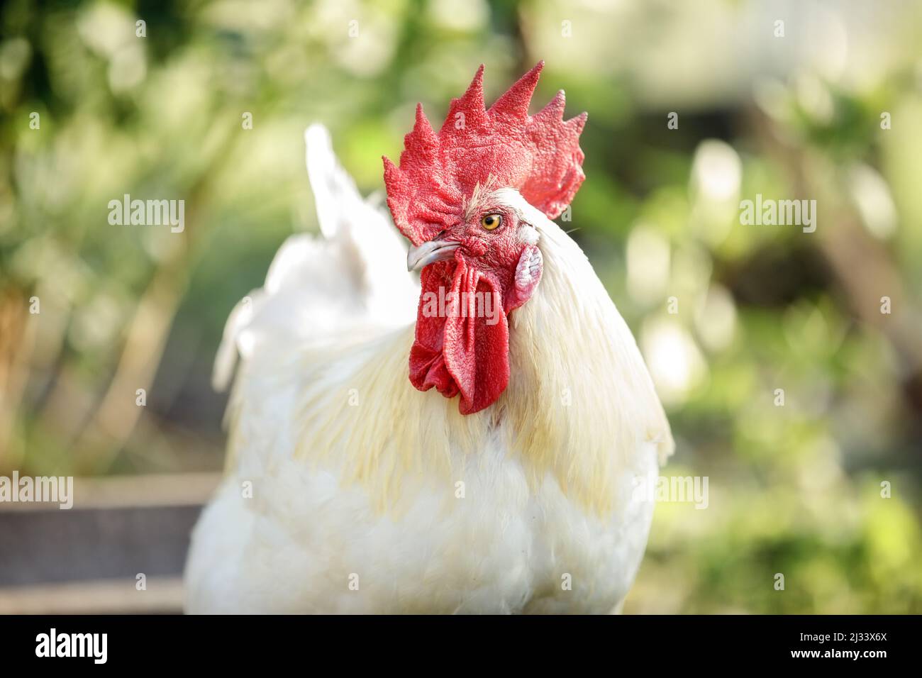 Gallic Rooster Symbol