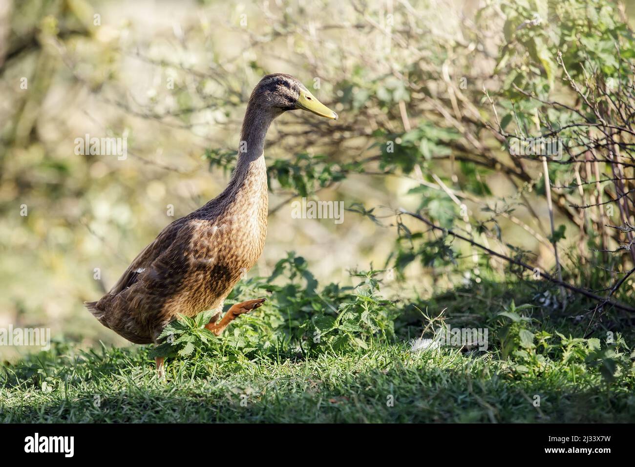 Indian runner duck hi-res stock photography and images - Alamy