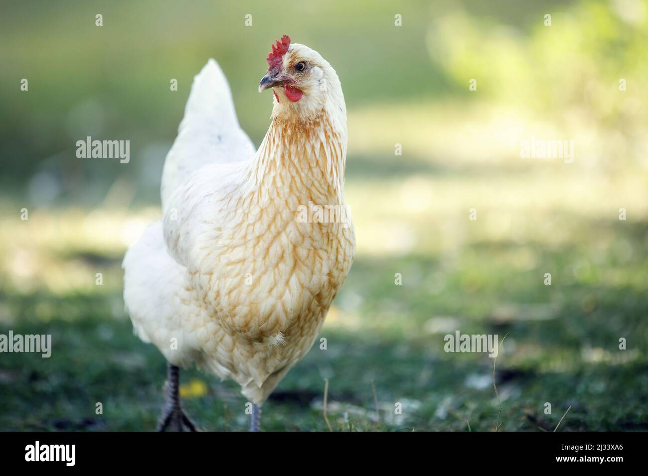 Lawn poultry hi-res stock photography and images - Alamy