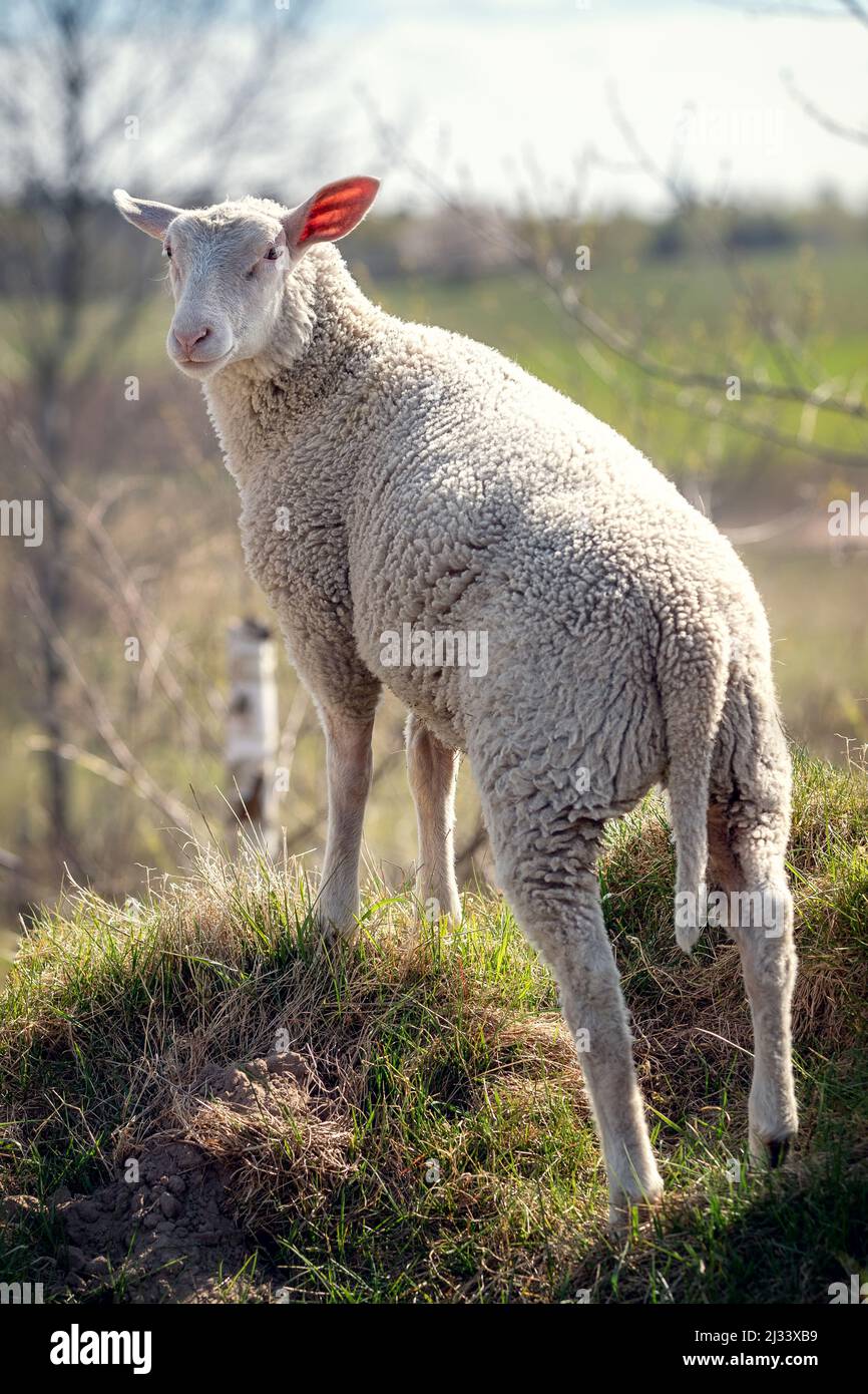 A white sheep stands on a hill in a background of a beautiful rural ...