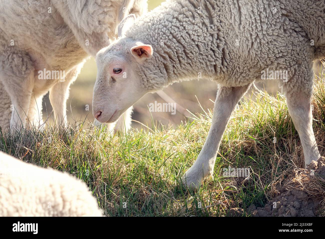 Curly sheep hi-res stock photography and images - Alamy