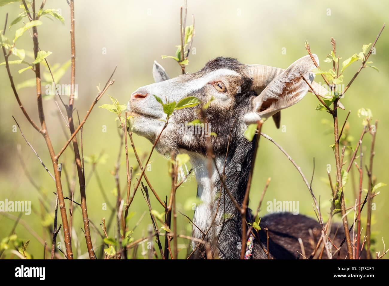 Happy goat rejoices in the spring with juicy twigs of the bush with ...