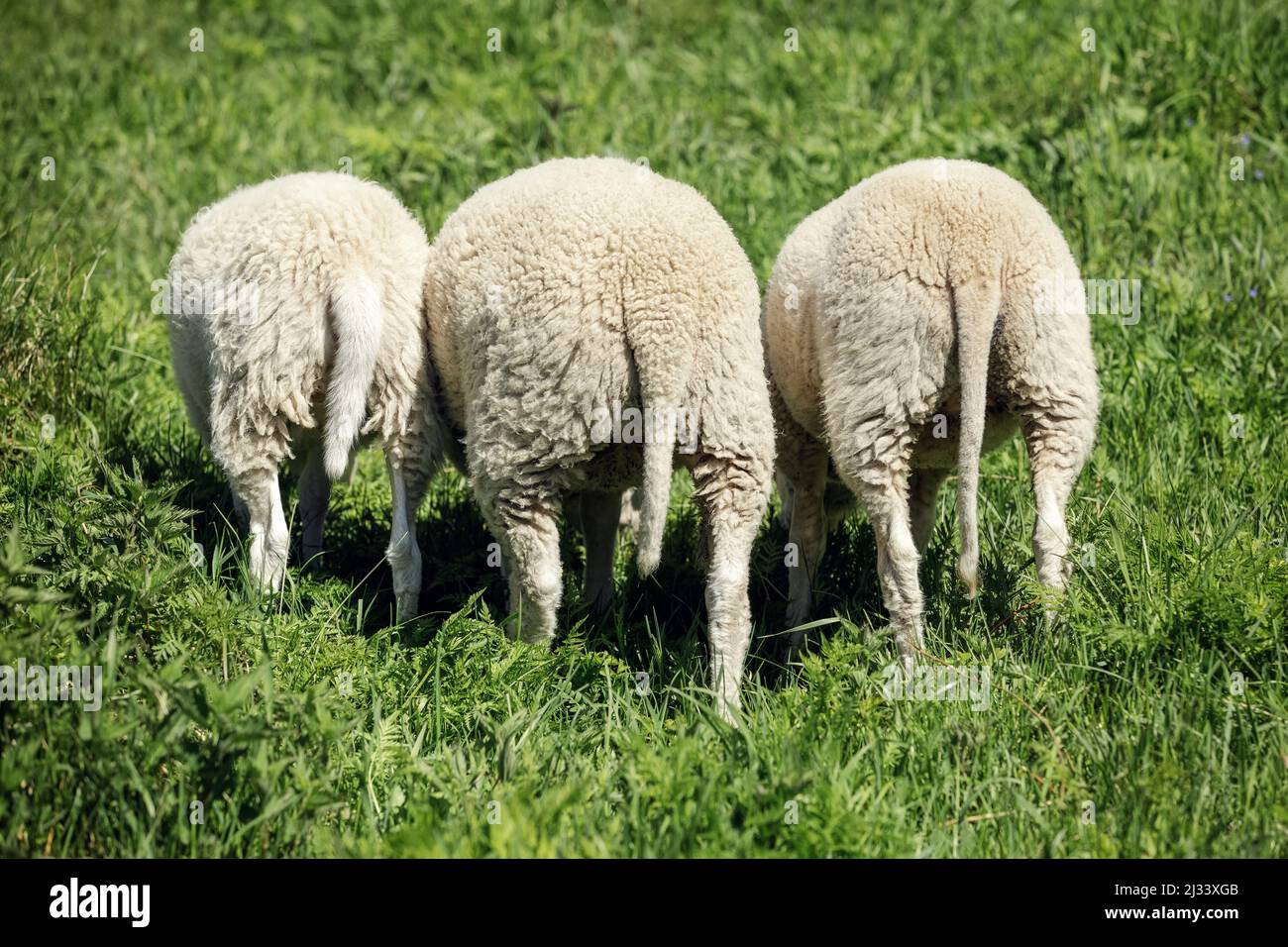 Three young lambs from the back, leaning down and eating green grass ...