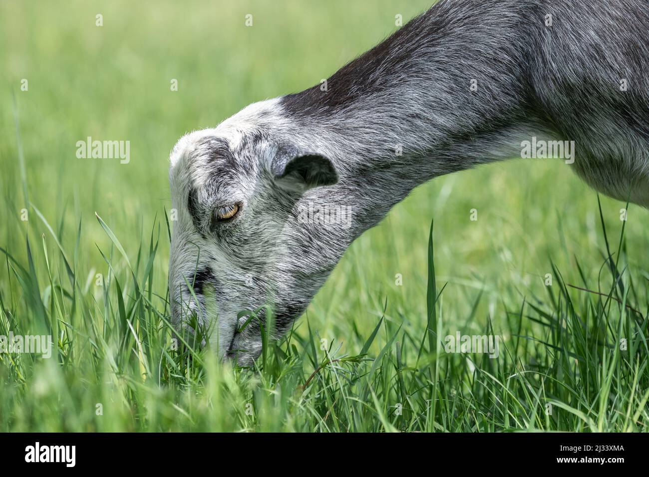 Grizzly goat without horns eats fresh green grass. Close-up portrait ...