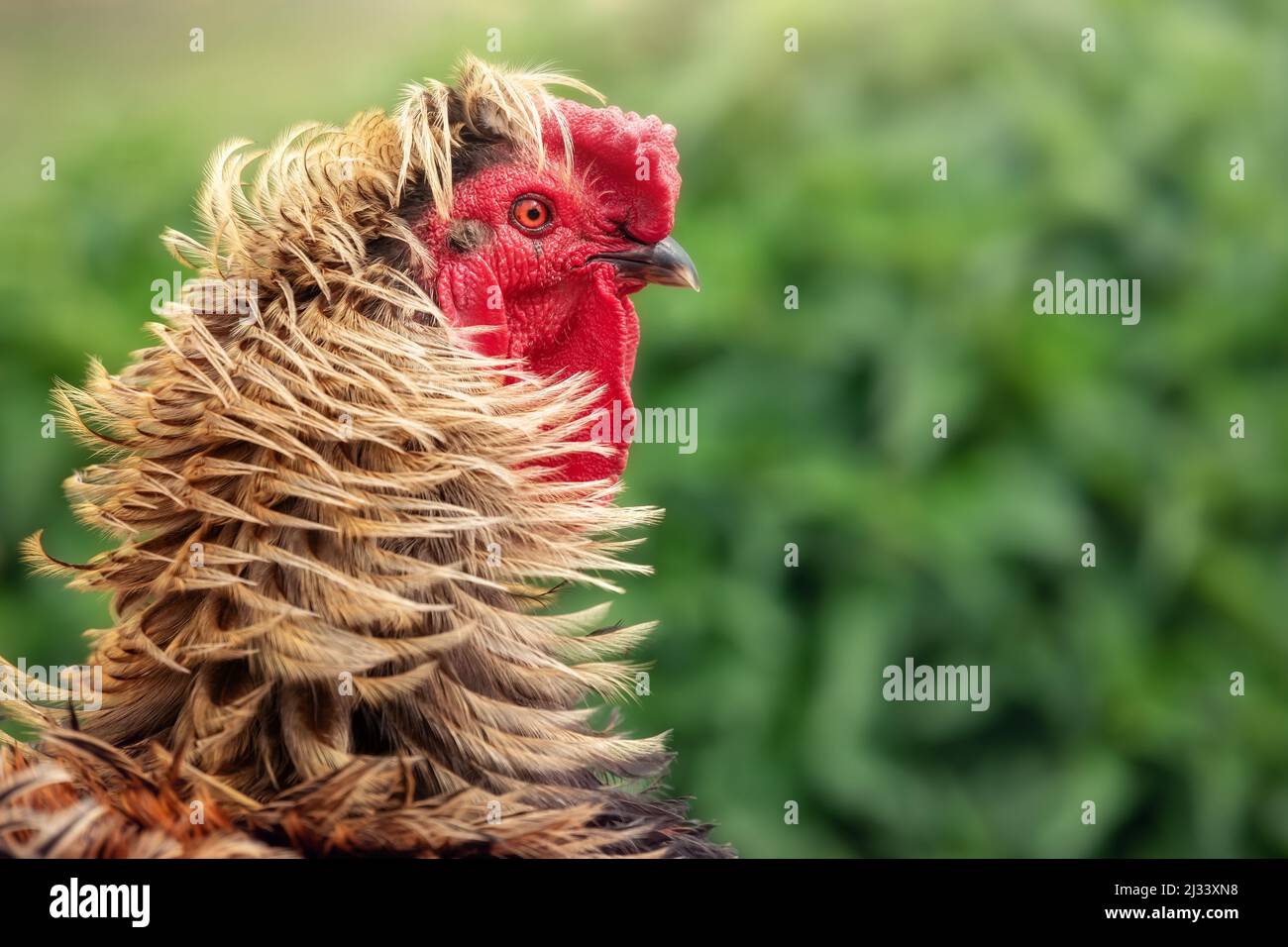 Macro portrait of a rooster, clearly visible facial details, eye and ...